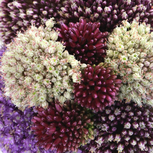 Allium Flowers For Wedding