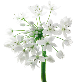 Allium Spray White Flower | FiftyFlowers.com