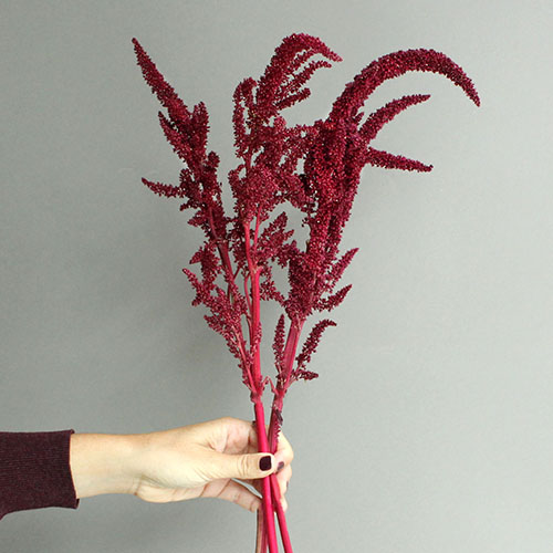 Red Upright Amaranthus Fresh Autumn Greens | FiftyFlowers.co