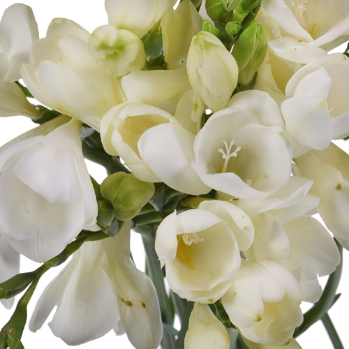 White Freesia Flowers | FiftyFlowers.com