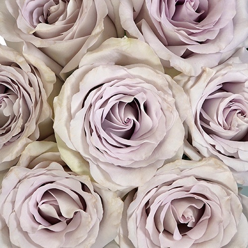 Slightly Silver Rose l Fiftyflowers.com