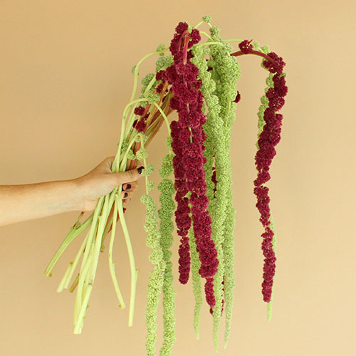 Assorted Designer Hanging Amaranthus | FiftyFlowers.com
