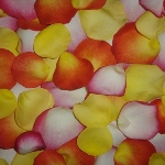 Choose Your Colors Rose Petals | FiftyFlowers.com