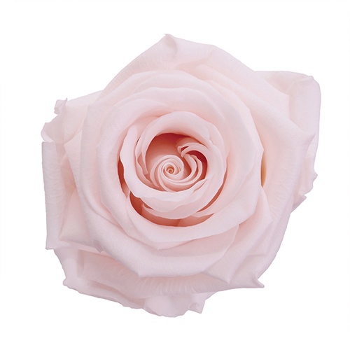 Preserved Baby Light Pink Rose | FiftyFlowers.com