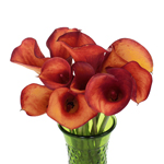 Blood Orange Mini Calla Lily | FiftyFlowers.com