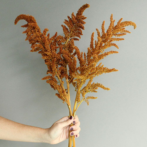 Bronze Upright Amaranthus Fresh Fall Greens | FiftyFlowers.c