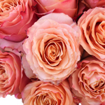 Carpe Diem Sunset Rose l Fiftyflowers.com