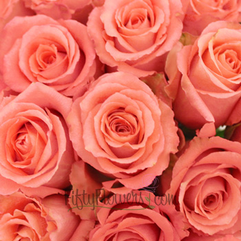Classic Duet Salmon Pink Rose | FiftyFlowers.com