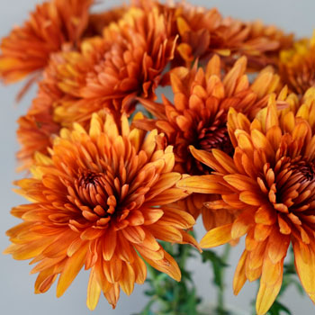 Copper Cremon | FiftyFlowers.com