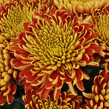 Fall Sunset Cremon Flower | FiftyFlowers.com