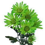 Enhanced Green Daisy Flower