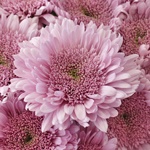 Misty Mauve Cremon Flower | FiftyFlowers.com