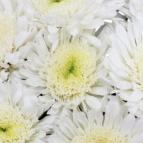 Snow White Cremon Flower | FiftyFlowers.com