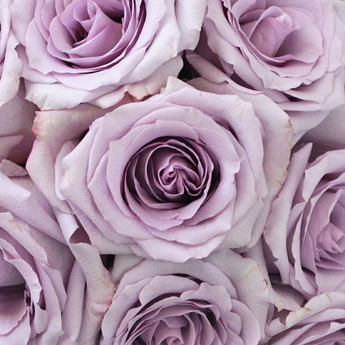 Ocean Song Lavender Rose | FiftyFlowers.com