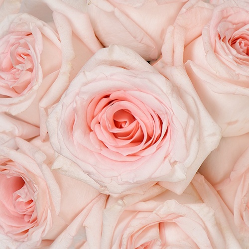 Pink Blush Rose L Fiftyflowers