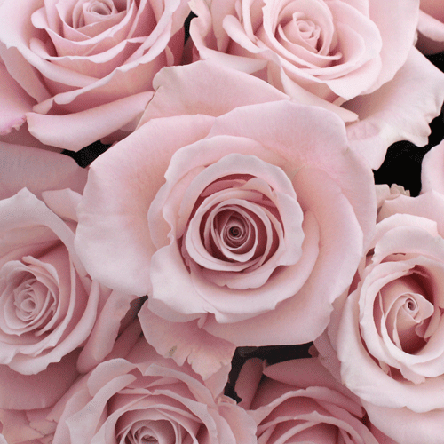 Esther Light Pink Roses