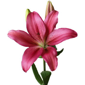 Fangio Hot Pink Hybrid Lilies | FiftyFlowers.com