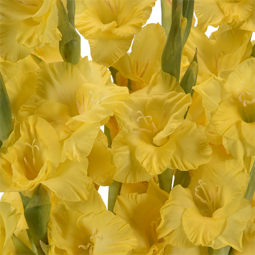 Gladiolus Yellow Flower | FiftyFlowers.com
