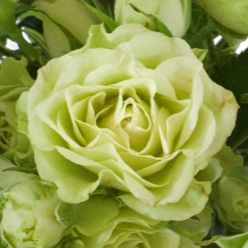 Green Meadow Spray Roses | FiftyFlowers.com