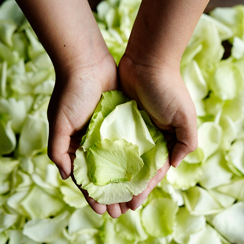 Pale Greenish Yellow Fresh Rose Petals | FiftyFlowers.com