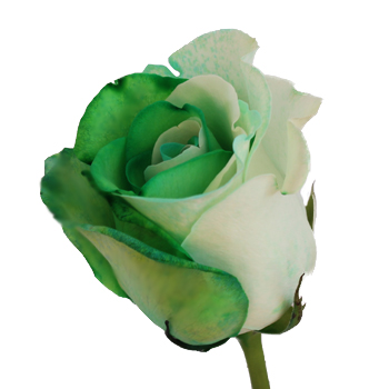 Green and White Rainbow Roses | Wholesale Roses | FiftyFlowers