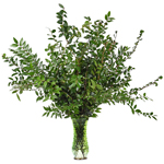 Huckleberry Greens | FiftyFlowers.com