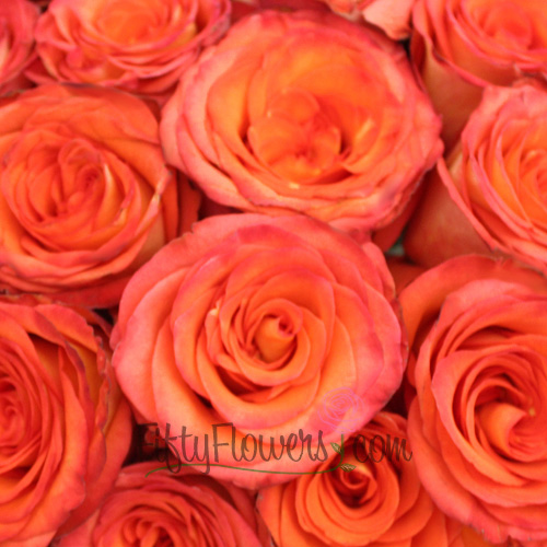 High and Orange Magic Rose | FiftyFlowers.com