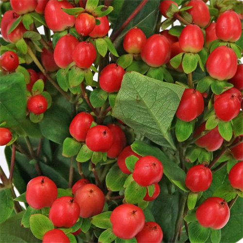 Red Hypericum Berries Flower | FiftyFlowers.com