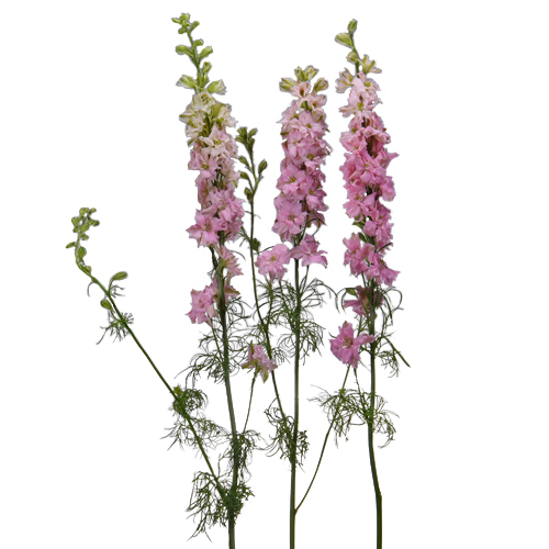 Larkspur Light Pink Flower | FiftyFlowers.com