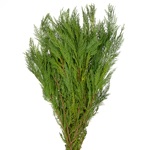 Leyland Cedar Greenery | FiftyFlowers.com