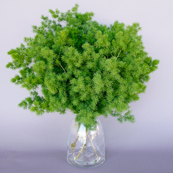 Ming Fern Green Filler