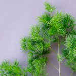 Ming Fern Green Filler | FiftyFlowers.com