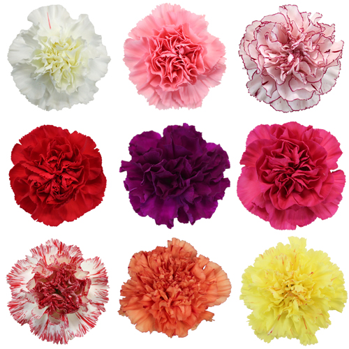 Mixed Color Carnation Flowers | FiftyFlowers.com