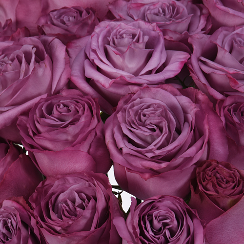 Antique Mauve Fresh Cut Rose | FiftyFlowers.com