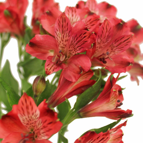 Brick Red Peruvian Lilies | FiftyFlowers.com