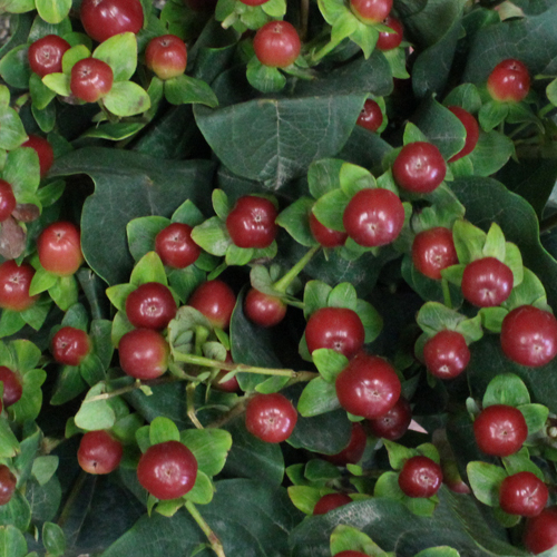 Antique Burgundy Designer Hypericum Berries | FiftyFlowers.c