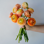 Apricot Blend Ranunculus | FiftyFlowers.com