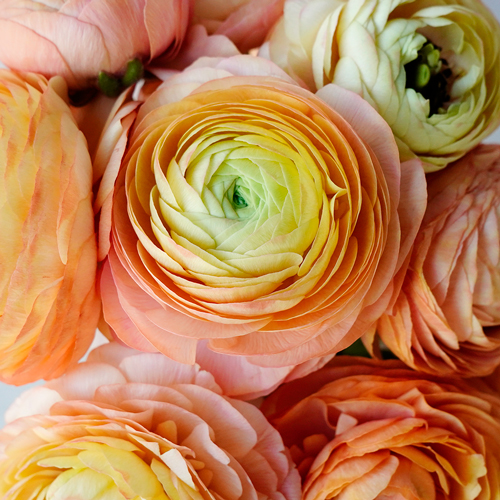 Apricot Blend Ranunculus | FiftyFlowers.com