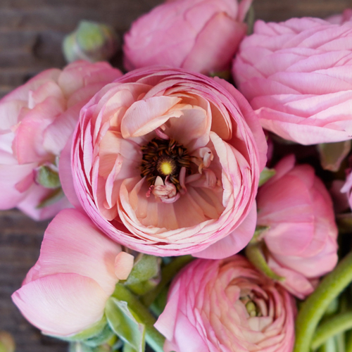 Peach Watermelon Wholesale Ranunculus Flowers | FiftyFlowers