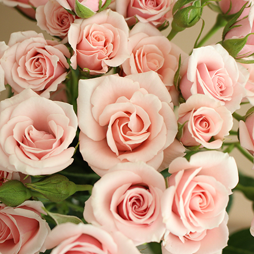 Light Pink Spray Bulk Roses | FiftyFlowers.com
