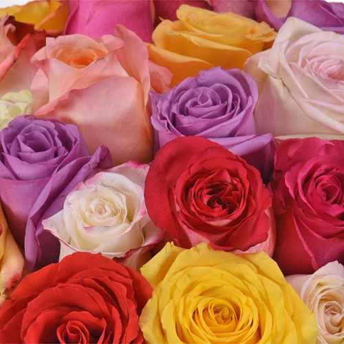 Rainbow Bunch Assorted Roses l FiftyFlowers.com