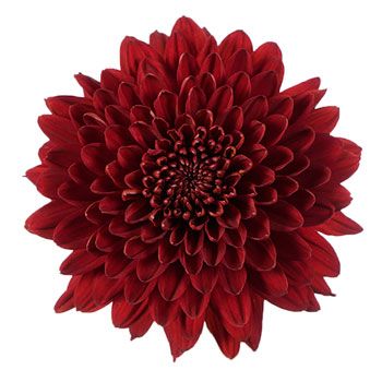 Red Cremon Flower | Best Flower Site