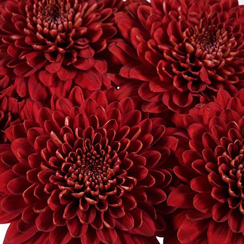 Bolero Red Cremon Flower | FiftyFlowers.com