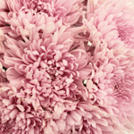 Football Mum Lavender Pink Flower | FiftyFlowers.com