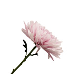 Football Mum Lavender Pink Flower | FiftyFlowers.com