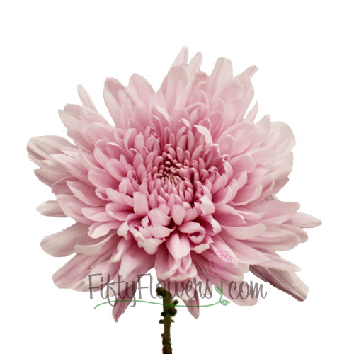 Football Mum Lavender Pink Flower | FiftyFlowers.com