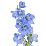 Light Blue Delphinium Flower | FiftyFlowers.com