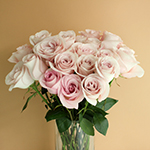 Secret Garden Rose l Fiftyflowers.com