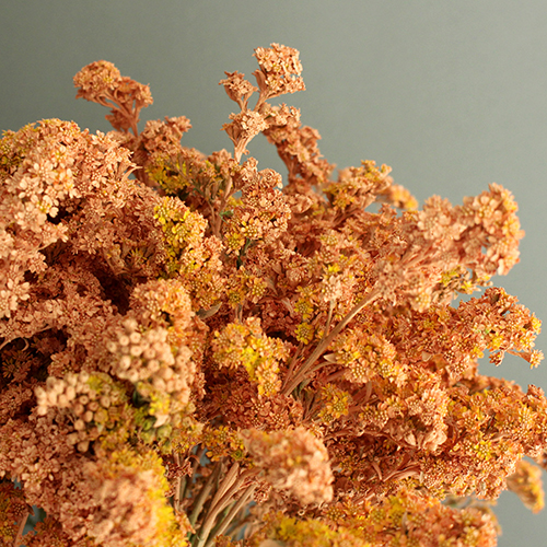 Peachy Orange Tinted Solidago Wildflower | FiftyFlowers.com