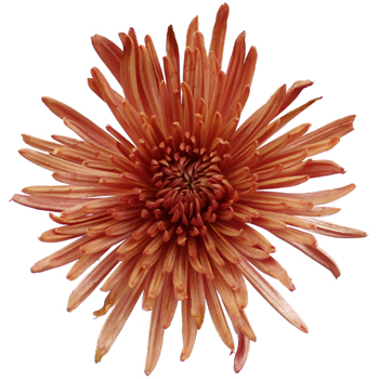 Copper Bronze Spider Mum